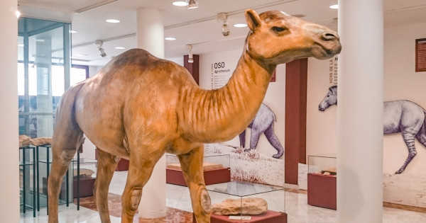 Paleoymás, consultoría y desarrollo cultural y medioambiental ...