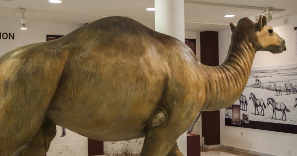 Paleoymás, consultoría y desarrollo cultural y medioambiental ...