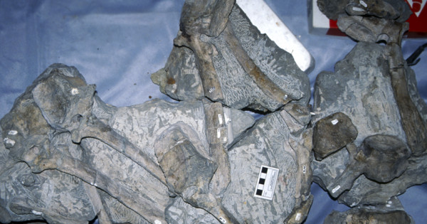 Paleoymás, consultoría y desarrollo cultural y medioambiental ...