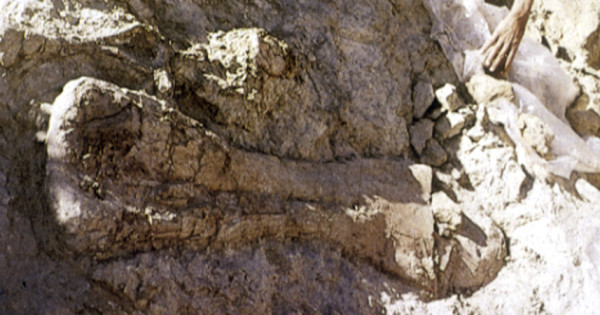 Paleoymás, consultoría y desarrollo cultural y medioambiental ...